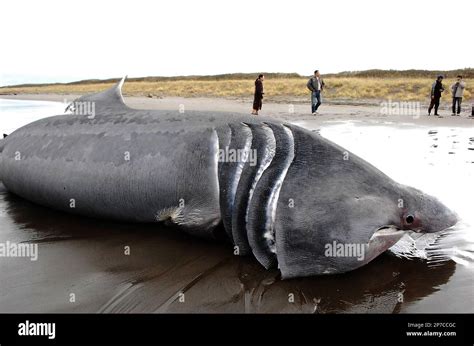 Largest Basking Shark