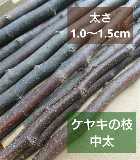 ケヤキの枝（中太）欅の枝 硬い枝 切り枝 木の枝 かじり木 とまり木 天然木 メルカリ