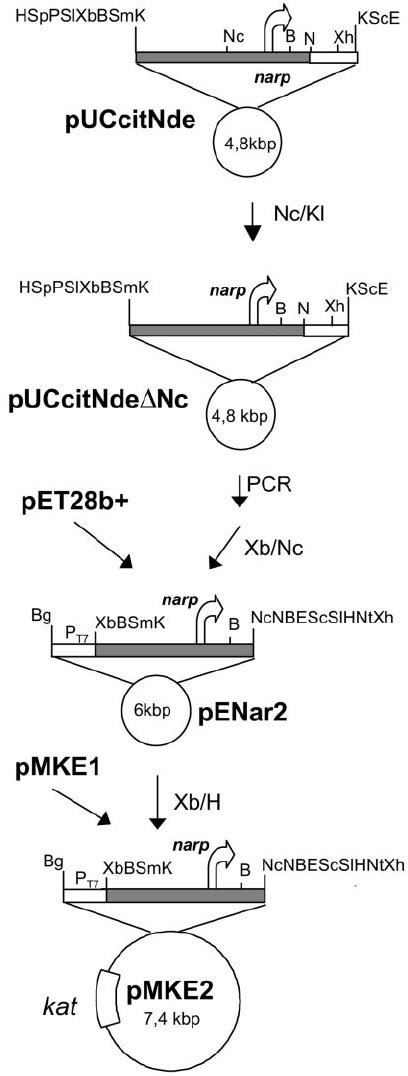 Expression Of The His Tagged Dna Polymerase Of T Thermophilus And E