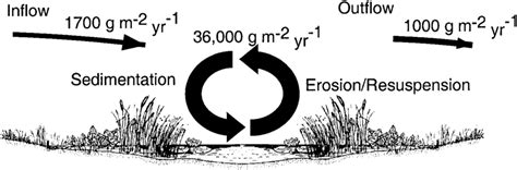 Summary Of Sediment Fluxes Measured In This Study All Values Are