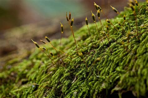 Moss Pylaisiadelpha Tenuirostris Ohio Moss And Lichen Association