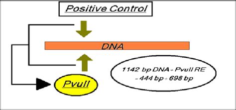 1 Restriction Map For The Positive Control For Pvuii Restriction