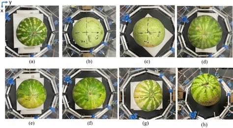 Watermelon Samples A 1 B 2 C 3 D 4 E 5 F 6 G 7 And