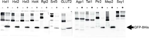 Figure 7 From Saccharomyces Cerevisiae Based Platform For Rapid Production And Evaluation Of