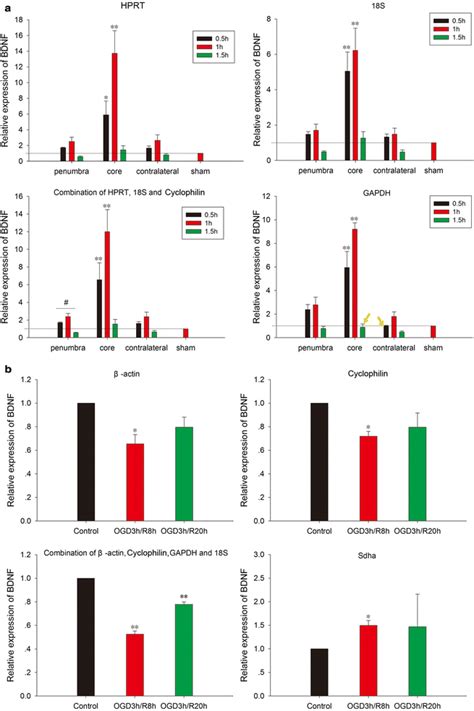 Relative Expressions Of The Bdnf Gene In The Cortices Of Mcao Mice A