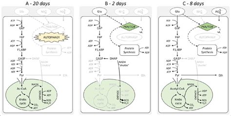 Schematic Simplified Representation Of S Cerevisiae Metabolic Activity