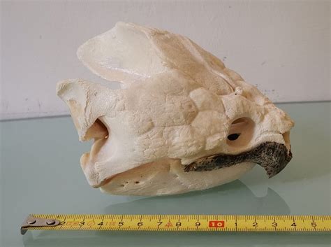 Alligator Snapping Turtle Skull Macrochelys Temminckii Catawiki