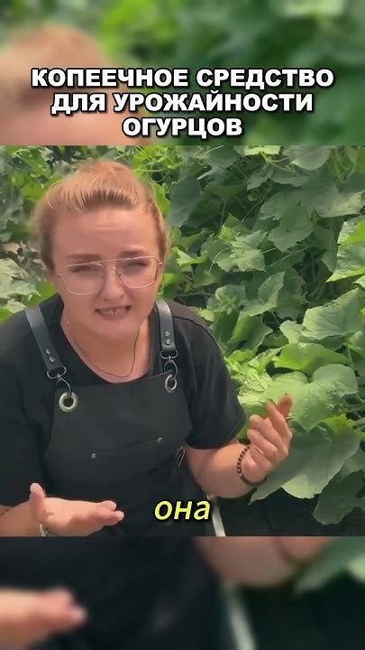 Копеечное средство для урожайности огурцов 🥒👍🏻 рекомендации дача советы огород сад овощи