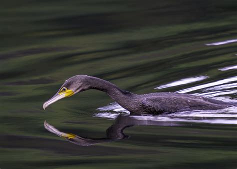 Phalacrocoracidae Marvin Ben Flickr