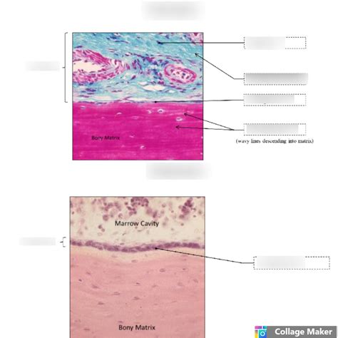 Layers Diagram Quizlet