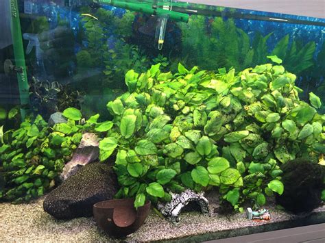 Schnäppchen l Aquarium inkl Unterschrank in Gramastetten für zum Verkauf