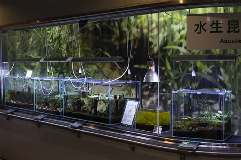 水生昆虫の展示リニューアル ｜ 東京ズーネット