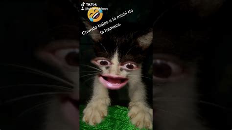 Qué fue el mal que yo dije Tik Tok YouTube