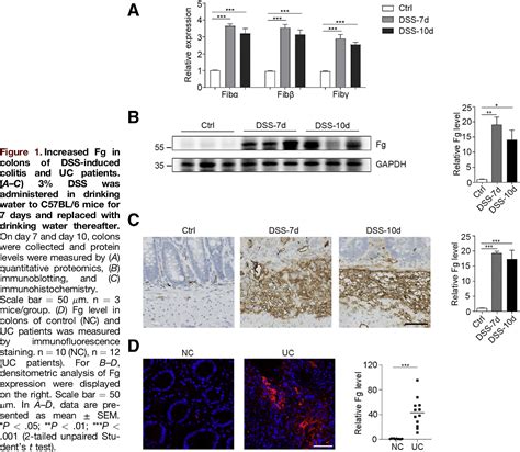 Figure 1 From Fibrinogen Akt Microfilament Axis Promotes Colitis By Enhancing Vascular