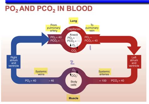 Pulmonary Gas Exchange 13 Diagram Quizlet