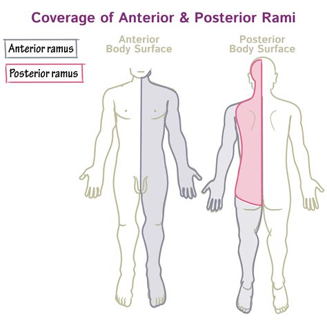 Neuroanatomy Glossary Spinal Nerves Ditki Medical And Biological Sciences