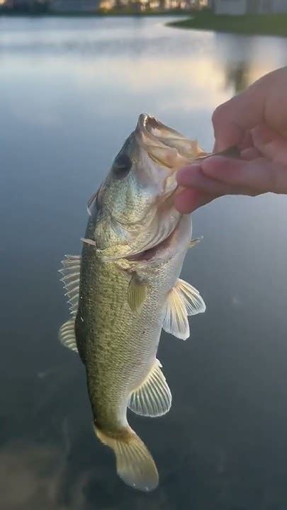 2 Lewers 2 Bass Shorts Fishing Florida Youtube