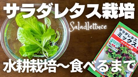 水耕栽培100均容器で栽培したミックスレタスの料理まとめ YouTube