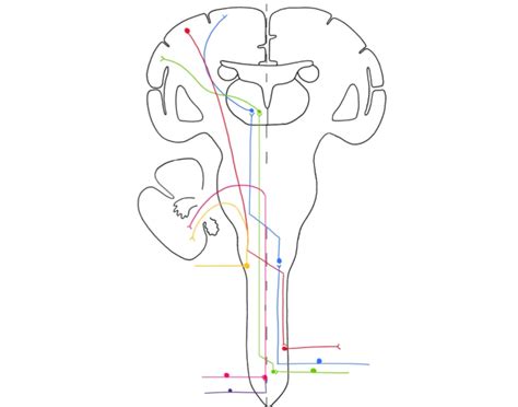 Spinal Cord Pathways Quiz