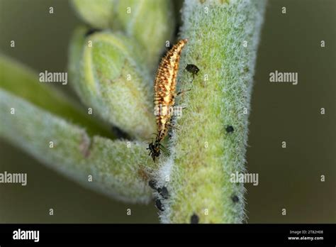 The Elongated Light Coloured Lacewing Larvae Chrysopidae Also Known