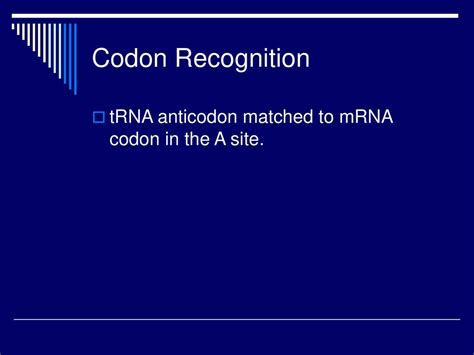 Codon Recognition Trna Anticodon Matched To Mrna Codon In The A Site