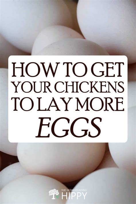 How To Get Your Chickens To Lay More Eggs