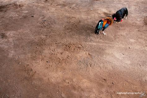 Tabuh Rah Dedot Photoblog