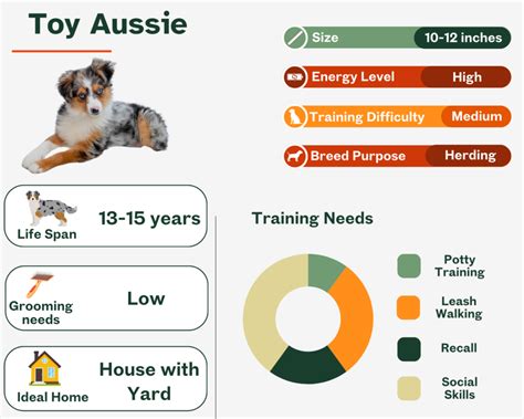 Mini Aussie Size Comparison