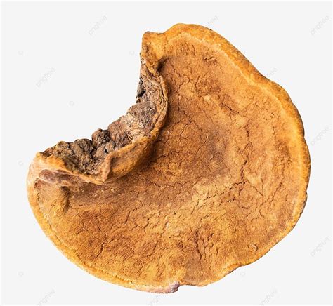 Phellinus Igniarius Traditional Chinese Medicine Medicine And Food
