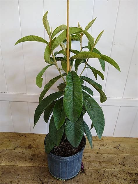 Loquat Edible Fruit Tree Eriobotrya Japonica Plantvine