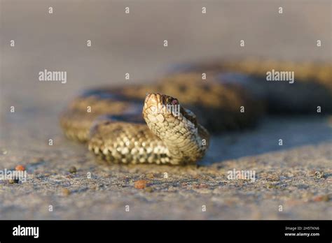 Common Eruopean Viper Vipera Berus Lying On A Road Swedish Lapland