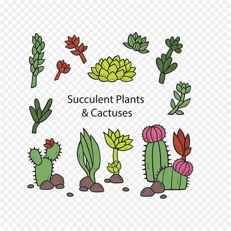 卡通多肉矢量素材png图片素材下载图片编号8638536 Png素材网