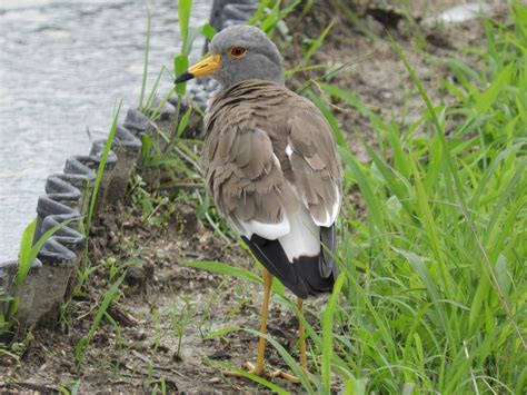 ケリ20200620 日本の野鳥識別図鑑