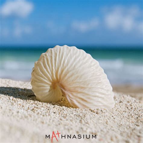 Math In Nature Nautilus Spirals