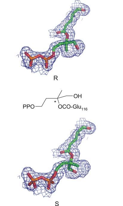Fig S Comparison Between The R And S Isomers Of EIPP Formed During Download Scientific