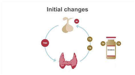 How Amiodarone Affects Thyroid Function Video