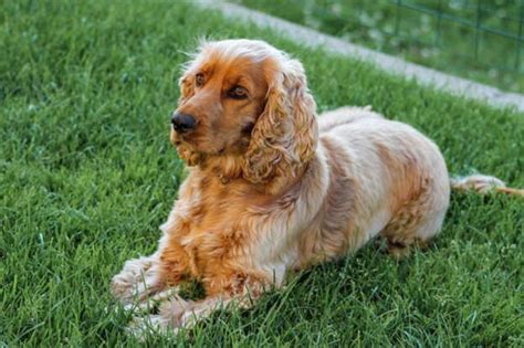 Top 19 Most Anxious Dog Breeds