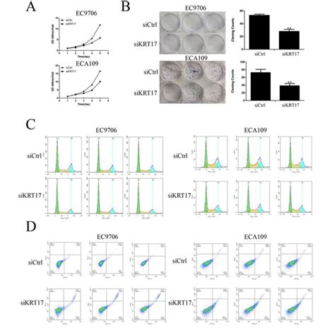 Flow Cytometry Analysis Of The Cell Cycle Profile Of U2os Osteosarcoma