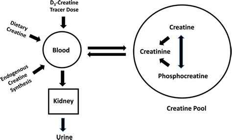 Creatinine Vs Creatine Monohydrate Safety Myths And Facts