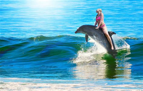 Les Dauphins Sont Ils Des Violeurs
