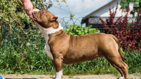 Pocket Bully A Guide To Pocket American Bully Dog Breed