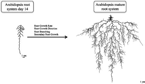 DRO1 Influences Root System Architecture In Arabidopsis And