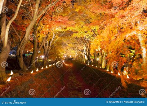 Beautiful Autumn Scenery Of Japanese Garden With Maple Foliage Lighted