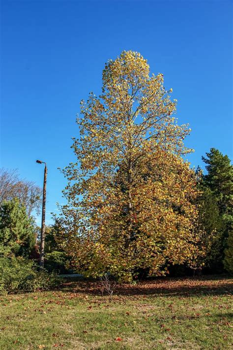 Tulip Tree Liriodendron Tulipifera In Autumn In A Botanical Garden In