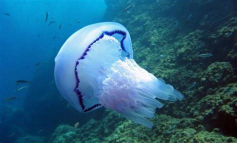 Detectan Agua Mala En Playas De Puerto Vallarta Y Cabo Corrientes