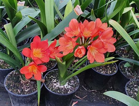 روش نگهداری گیاه کلیویا یا گل خورشیدی نحوه آبیاری، کود و خاک مناسب