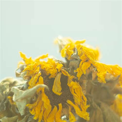 香辣梅菜黄花鱼创作者主页广州摄影师 站酷zcool