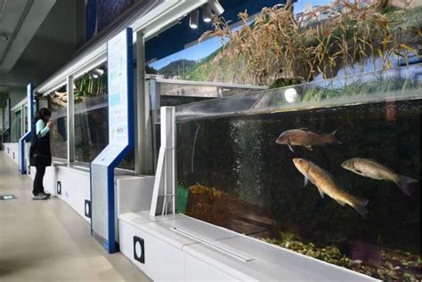 あくあぴあ芥川 全面リニューアルした淡水魚専用水槽 City Life NEWS