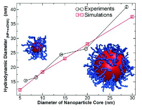 Comparison Of Measured And Simulated Hydrodynamic Radii For