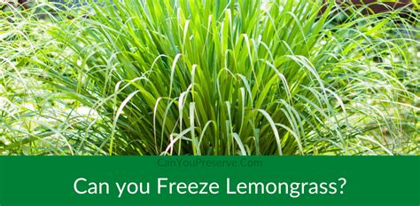 Can You Freeze Lemongrass How To Prepare And Freeze Lemongrass For
